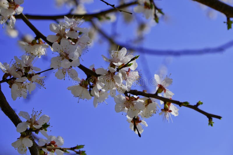 Branch Of Cherry Tree With Flowers Stock Image - Image of peaceful ...