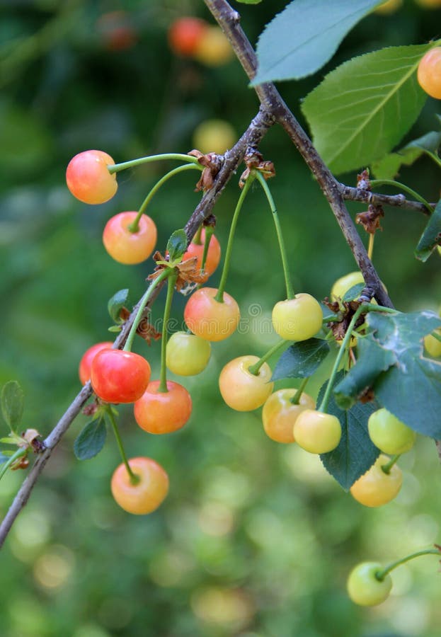 Branch of the Cherry Tree with Unripe Berries Stock Image - Image of ...