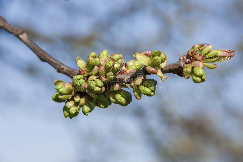 Branch of Cherry Tree on Which are Buds in Spring Stock Image - Image ...