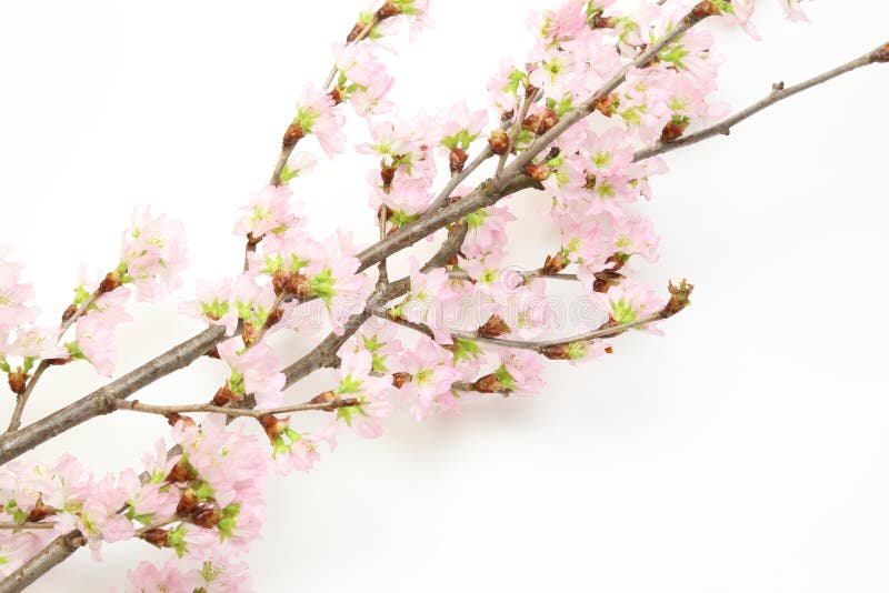 Branch of Cherry Tree in a White Background Stock Image - Image of ...