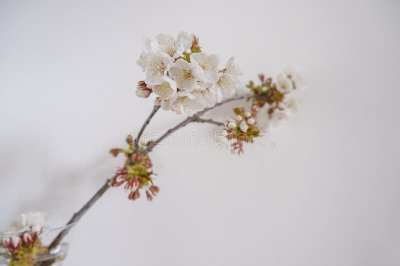 Branch of Cherry Tree with White Blossoms Closeup Across White ...