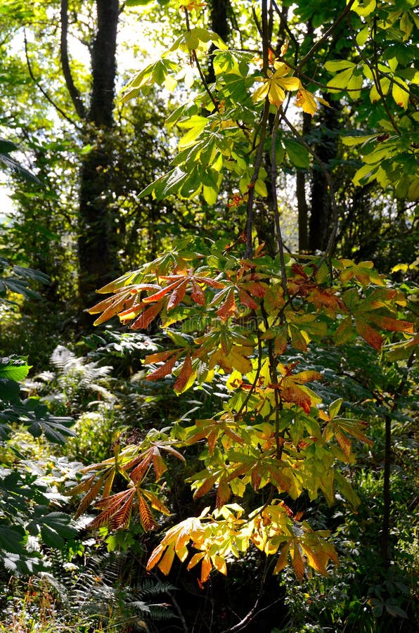 The Branch of a Chestnut Tree in Autumn Stock Photo - Image of nature ...