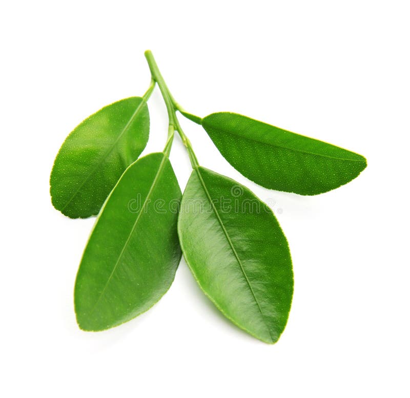 Branch of Citrus Leaves on White Stock Photo - Image of isolated ...