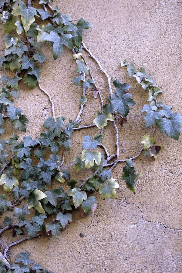 Branch of climbing ivy stock image. Image of botanic - 105634147