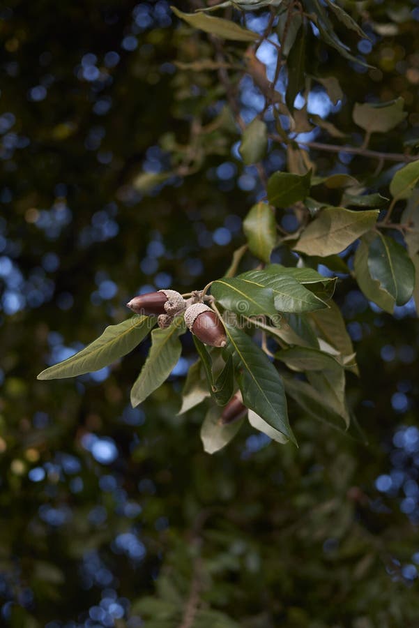 Quercus ilex branch stock photo. Image of fruit, edible - 112352224
