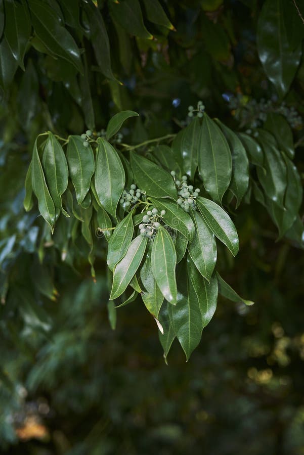 Branch of Cocculus Laurifolius with Fruit Stock Photo - Image of ...