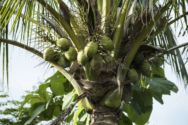 Branch of Green Coconut Tree Stock Photo - Image of beautiful, food ...