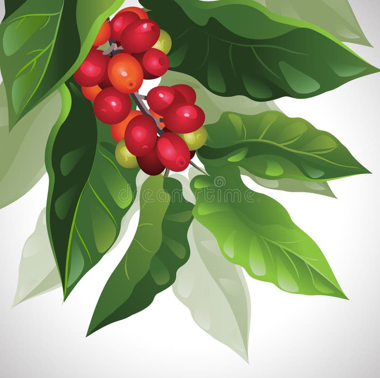 Coffee Farm Stock Illustrations – 12,875 Coffee Farm Stock ...