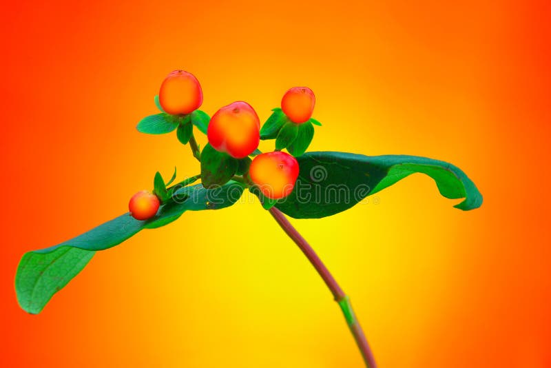 Branch of Hypericum Red Berries or St Johns Wort Brries on Colorful ...