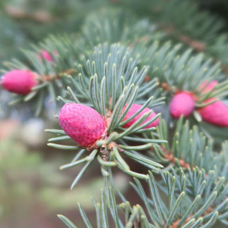 Branch of a Common Spruce or Spruce in Flowering Time with Pink-lighted ...