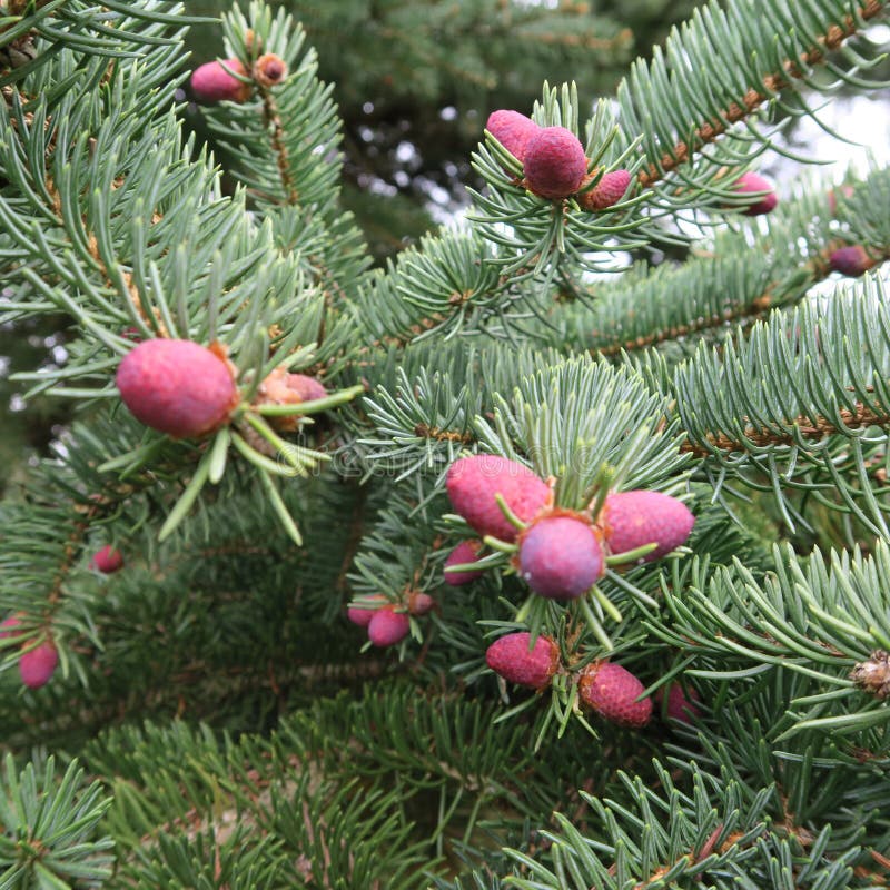 Branch of a Common Spruce or Spruce in Flowering Time with Pink-lighted ...