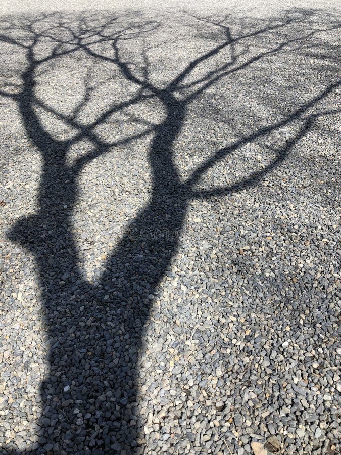 Tree stock photo. Image of shape, complex, branch, shadow - 150387086