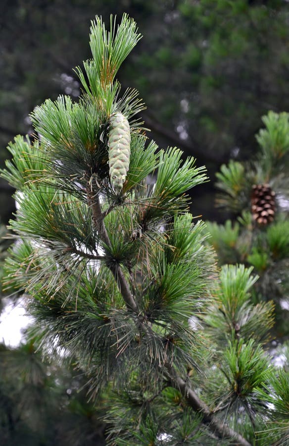 Branch with a Cone of a Pine Rumeliysky Pinus Peuce Griseb Stock Photo ...