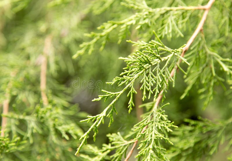 Branch conifer stock photo. Image of pine, environment - 106831736