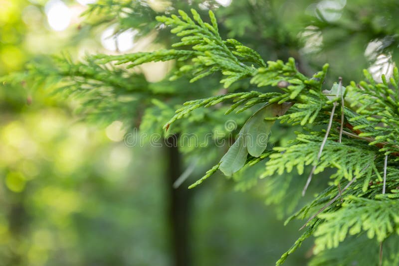 A Branch of a Conifer with a Leaf of an Oak Tree and a Few Pine Needles ...