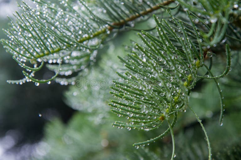 Branch of a Conifer Tree after Rain Stock Photo - Image of flora, fresh ...