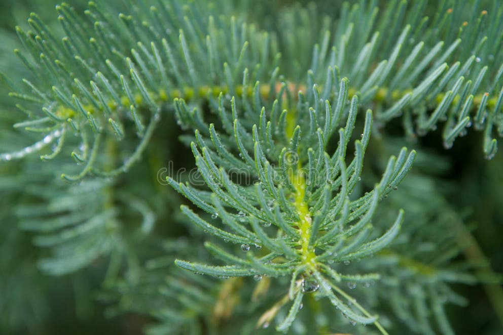 Branch of a Conifer Tree after Rain Stock Photo - Image of garden ...