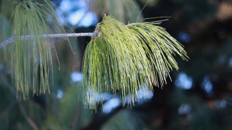 A Branch of a Coniferous Plant. Long Soft Needles Stock Footage - Video ...