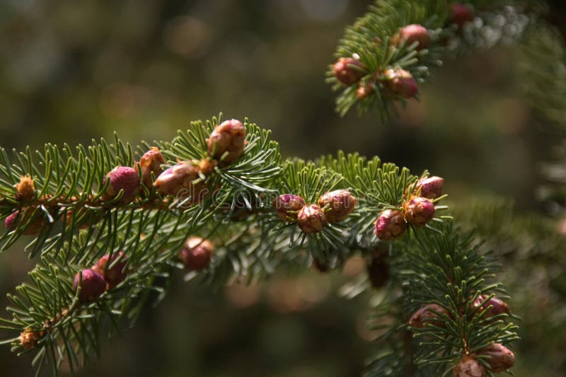 Branch of a Coniferous Tree Stock Photo - Image of twig, produce: 374777448