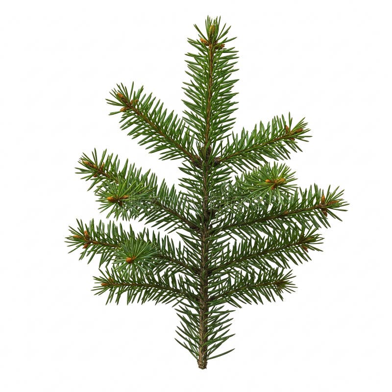 Branch of a Coniferous Tree with Needle-like Leaves, Isolated on White ...
