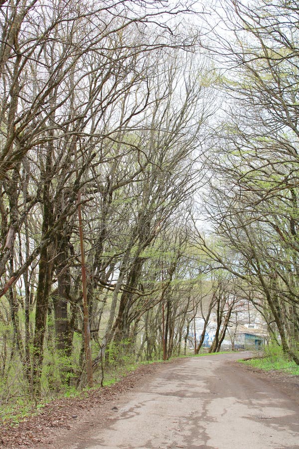 Path of branches stock photo. Image of branches, forest - 45359042