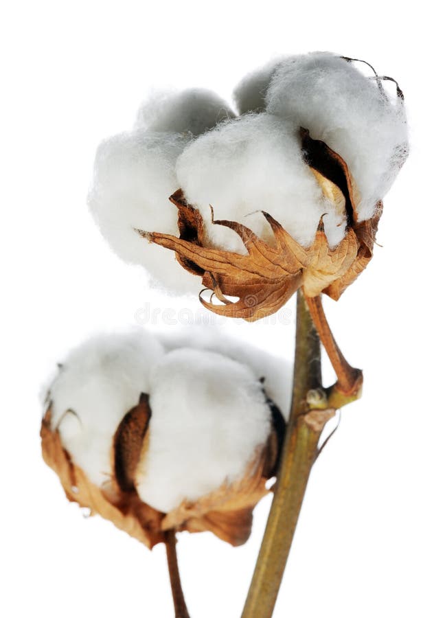 Branch of cotton stock image. Image of stem, softness - 22176223