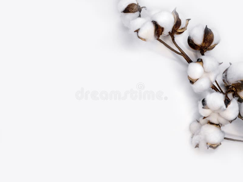 Branch of Cotton Flower on the White Background Stock Image - Image of ...