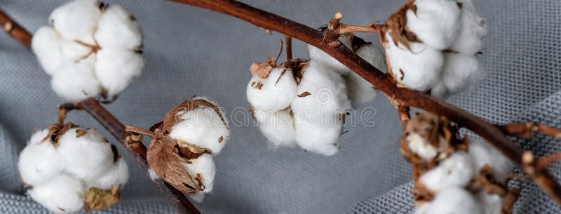 Branch of cotton stock image. Image of stem, softness - 22176223