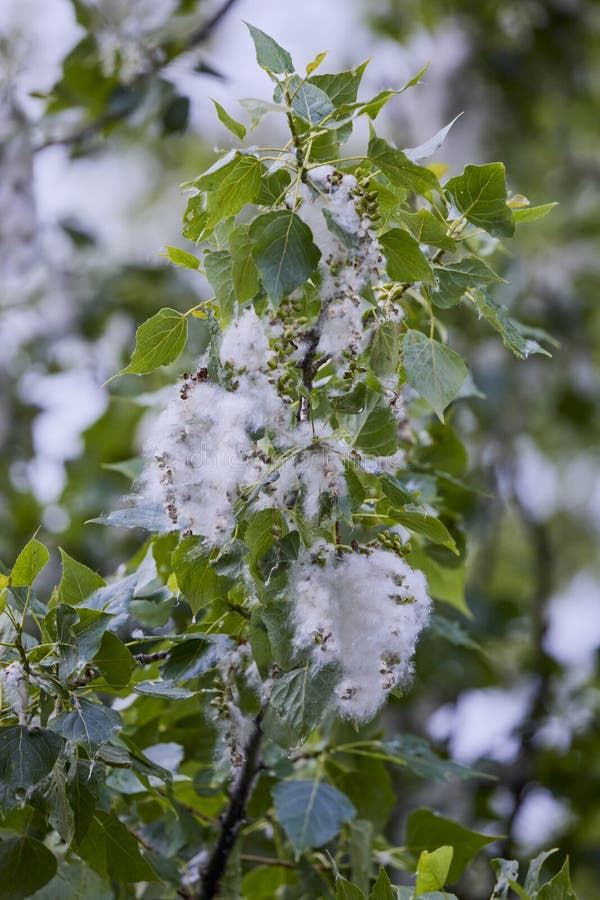 Branch of a Cottonwood Tree Stock Image - Image of cottonwood, allergy ...