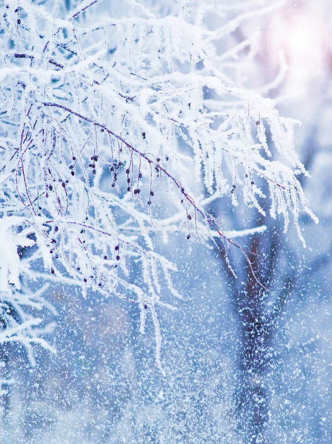 Branch Covered with Hoarfrost with Falling Snow Stock Photo - Image of ...