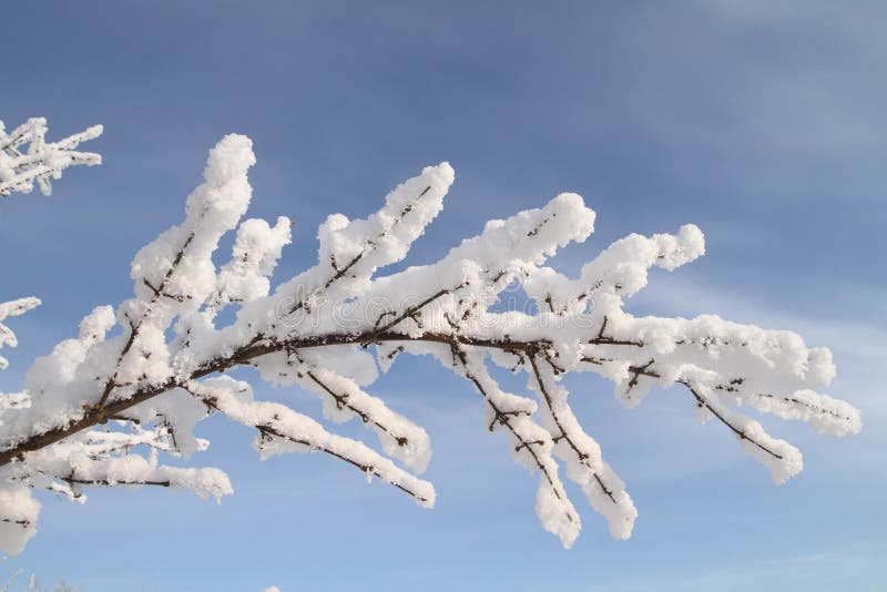 Branch covered with snow stock image. Image of season - 17543831