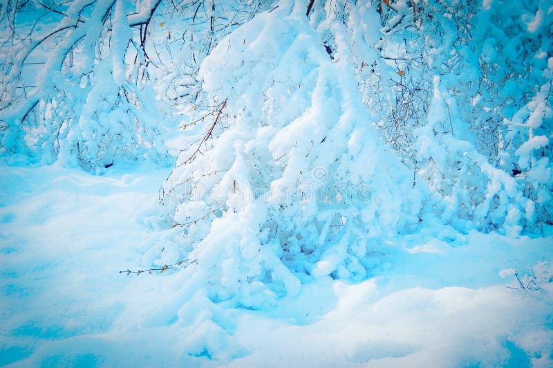 Branch Covered with Snow, Blue Color Stock Photo - Image of branch ...