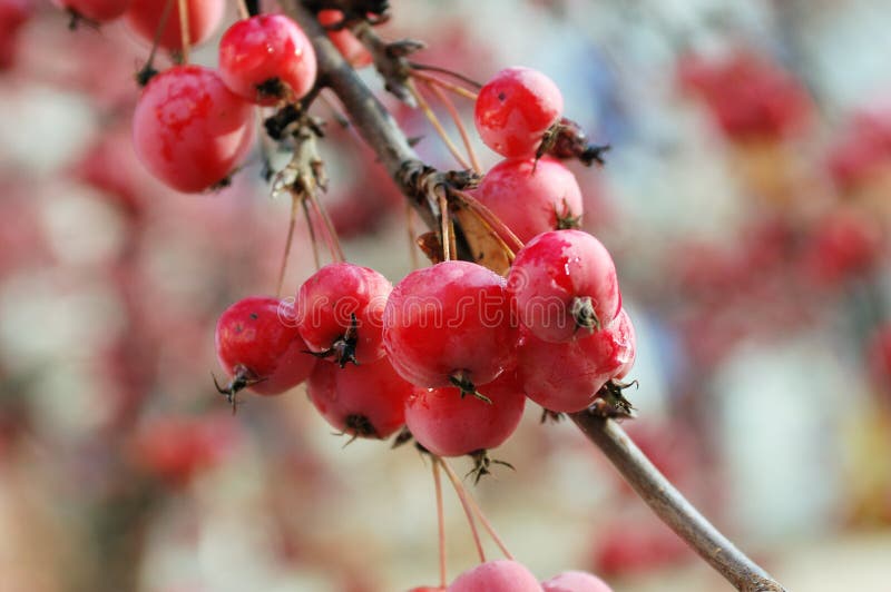 A Branch Of Crab Apple Tree With Bunch Of Fruits Stock Photo - Image of ...
