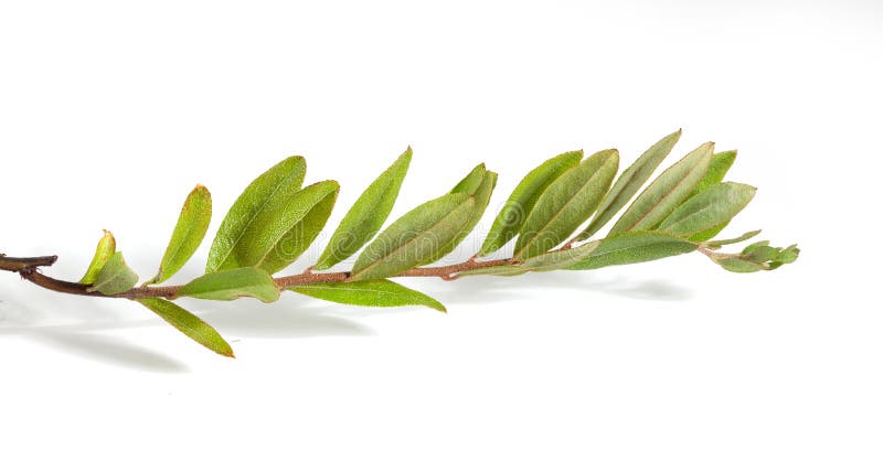 Branch of cranberry stock photo. Image of flora, leaves - 97357700