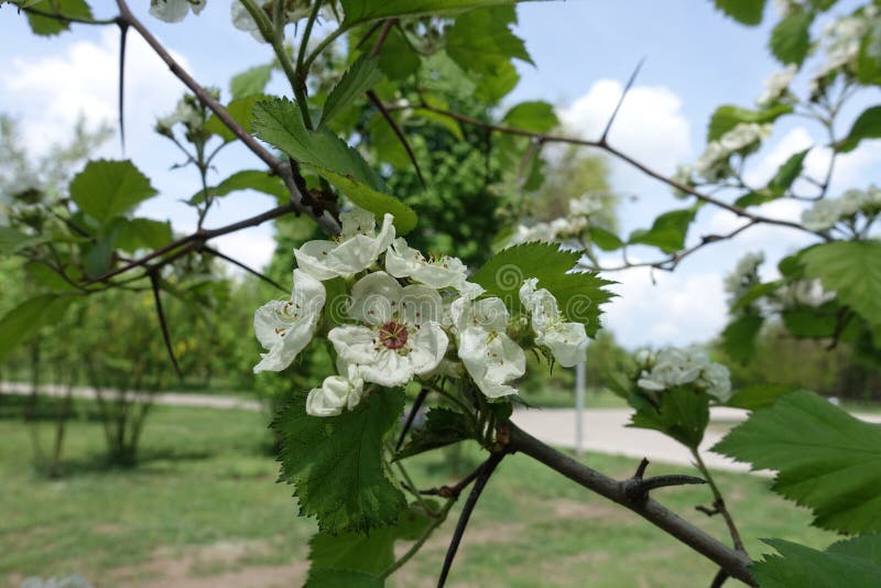 Branch of Crataegus Submollis with White Flowers Stock Photo - Image of ...