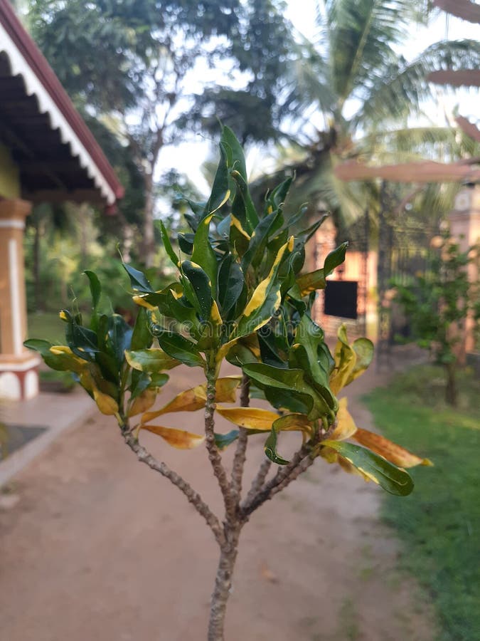 Croton tree in flowerpot stock image. Image of sapling - 17451607