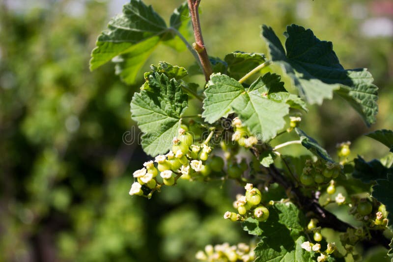 Branch of currant stock image. Image of branch, plant - 87248511