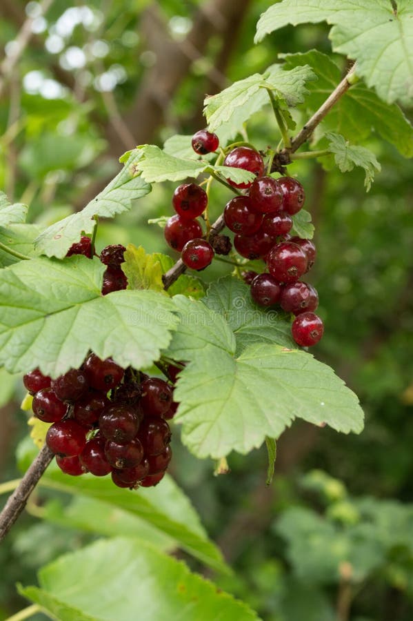Branch of currant stock photo. Image of dessert, closeup - 32314598