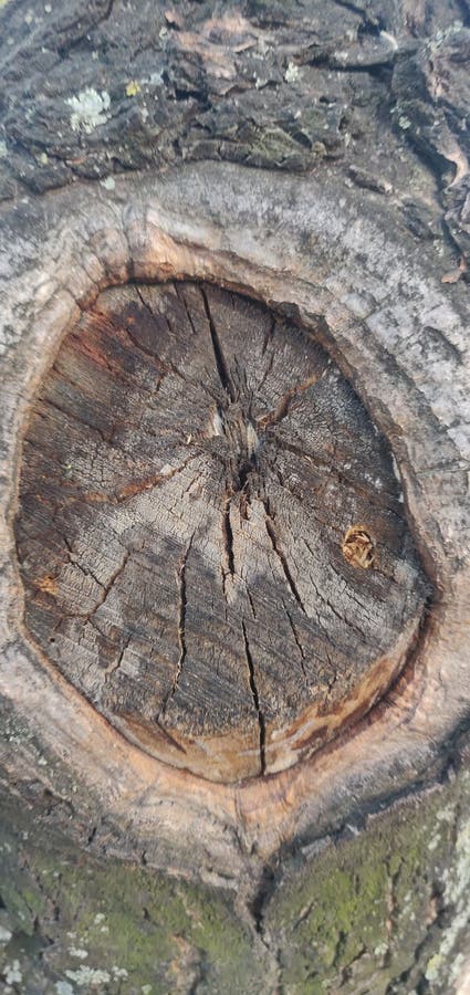 Branch cut, cracked tree stock photo. Image of tree - 259305964