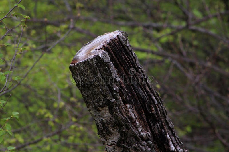 Branch cut in half stock image. Image of trunk, rock - 276985577