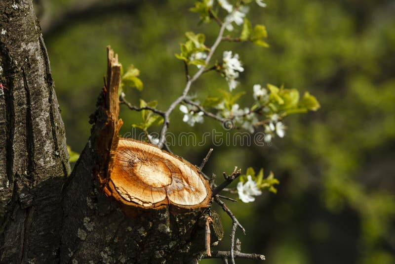 Branch Cut from the Tree, and a Branch in Bloom Stock Photo - Image of ...