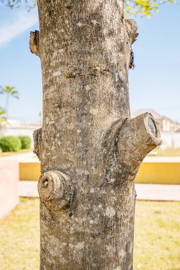 Branch cutting stock image. Image of outdoor, gnarl, node - 82769005