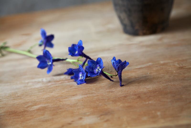 Branch of Dark Blue Flowers on a Wooden Table Stock Image - Image of ...