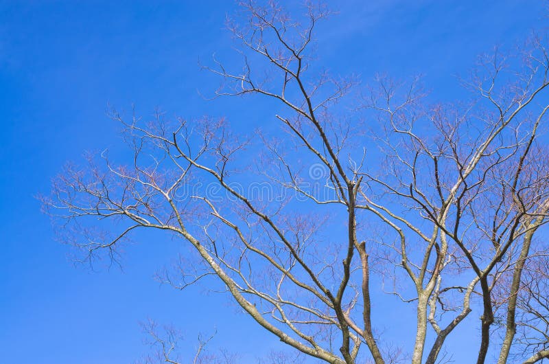 Branch of Dead Tree on Blue Sky Stock Image - Image of abstract, blue ...