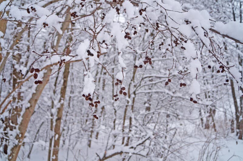 Branch of Deciduous Tree with Cones and Buds Covered with White Snow ...