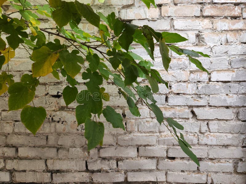 Branch of a Deciduous Tree. Branch with Leaves on the Background of a ...