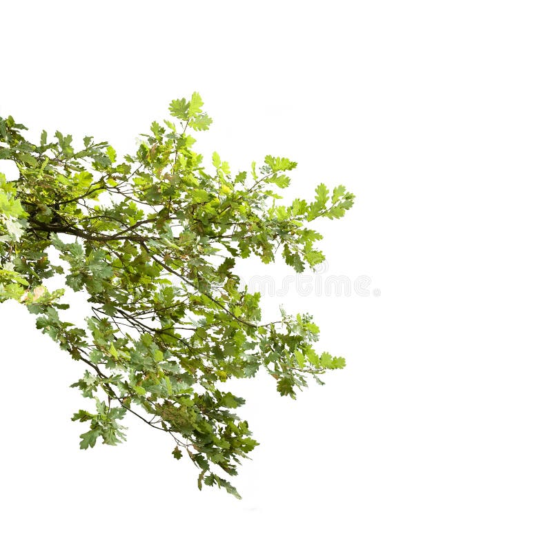 A Branch of Deciduous Tree on a White Background Stock Image - Image of ...