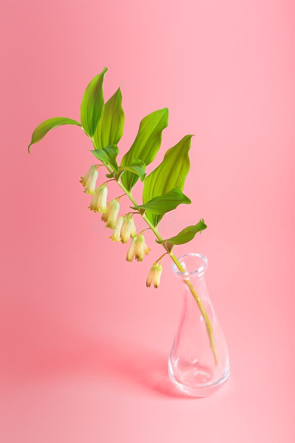 Branch Delicate Flowers on a Pink Background. Delicate Spring Concept ...