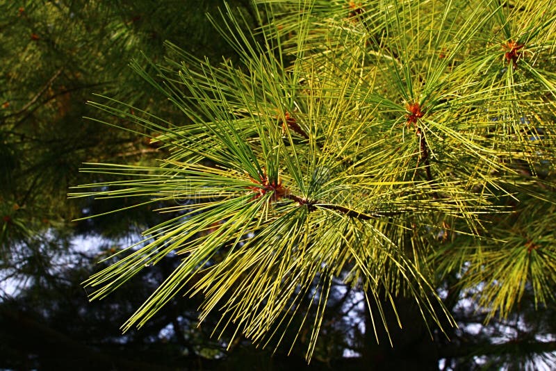 Branch with Dense Long Needles of Coniferous Tree Eastern White Pine ...