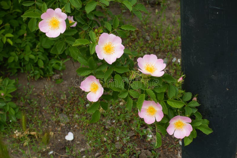 Branch of Dog Rose with Multiple Light Pink Flowers in May Stock Image ...